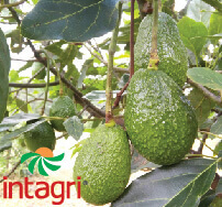 Manejo de la Alternancia en el Cultivo de Aguacate | Intagri S.C.